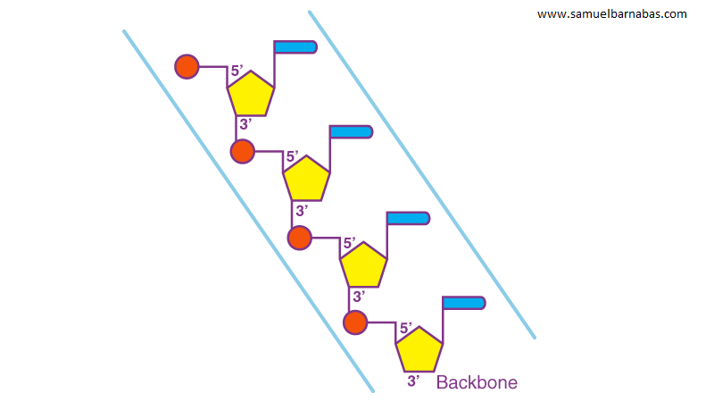 DNA Structure – Samuel Barnabas Ifitumi
