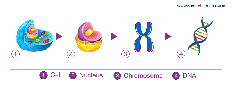 DNA Structure – Samuel Barnabas Ifitumi