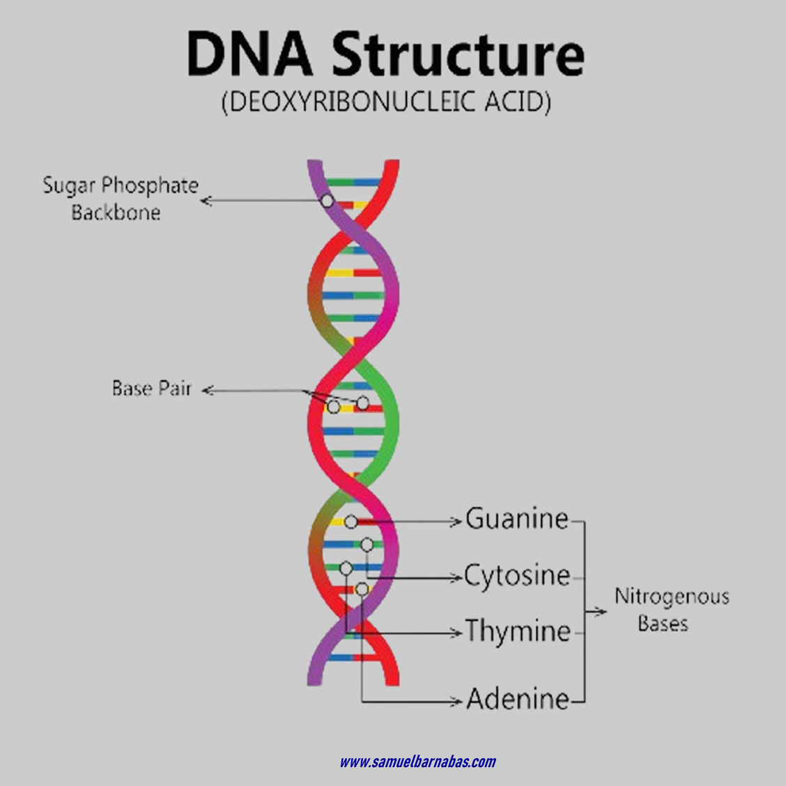 DNA Structure – Samuel Barnabas Ifitumi